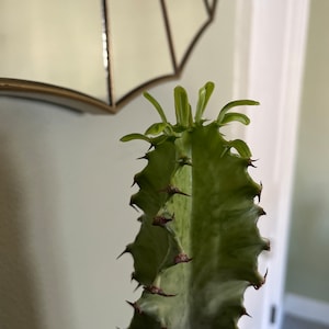 3.5 Giant Chin Cactus Gymnocalycium Saglione - Etsy