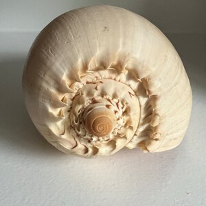 Pearl Turbo Setosus Shell 1 3/4 2 1/4 Opening 1 - Etsy