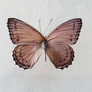 Real Crenis Pechueli Butterfly Spread for Your Project or - Etsy