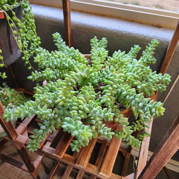 String of Tears Succulent String of Lemon Curio Herreaeus Trailing ...