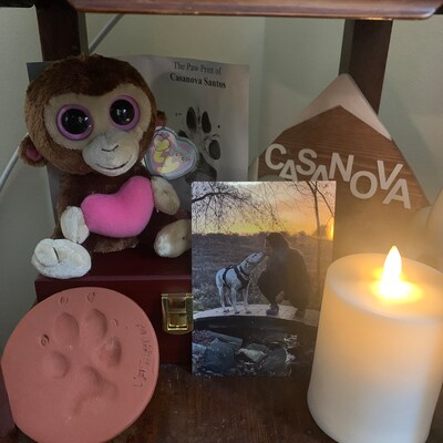 Ty Beanie Boos cancun,dexter and Pablo the Pink,brown,yellow Chihuahuas ...