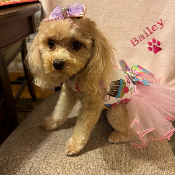 Dog Show Training Stack Box Toy Adult Size Stack Training 20" X 12 ...