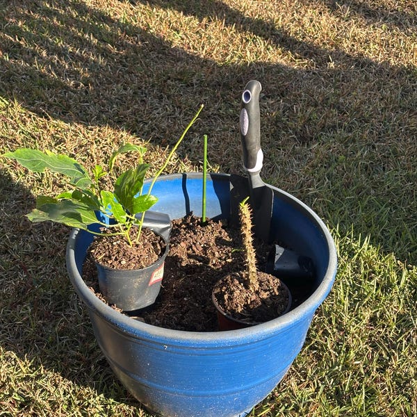 EBONY Firecrepe Crape Myrtle Starter Lagerstroemia Well Rooted starter ...
