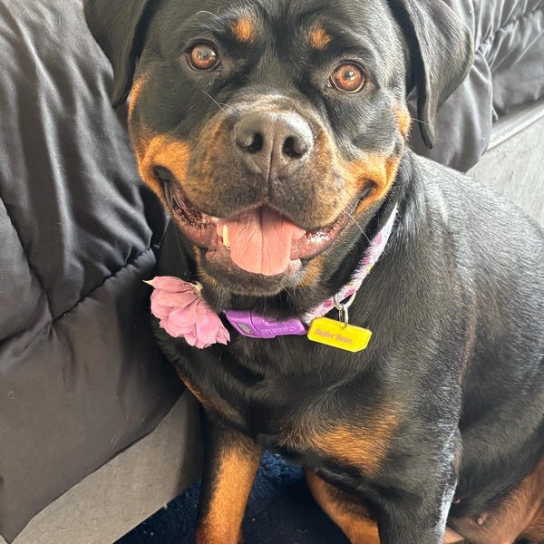 Artist Sign, Self Adhesive, Acrylic Plaque, Personalized Gallery Wall ...