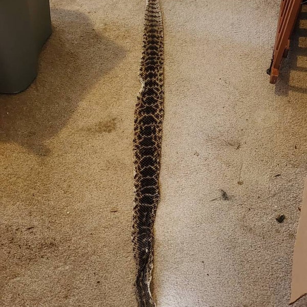 Copperhead Shed Skin - Etsy