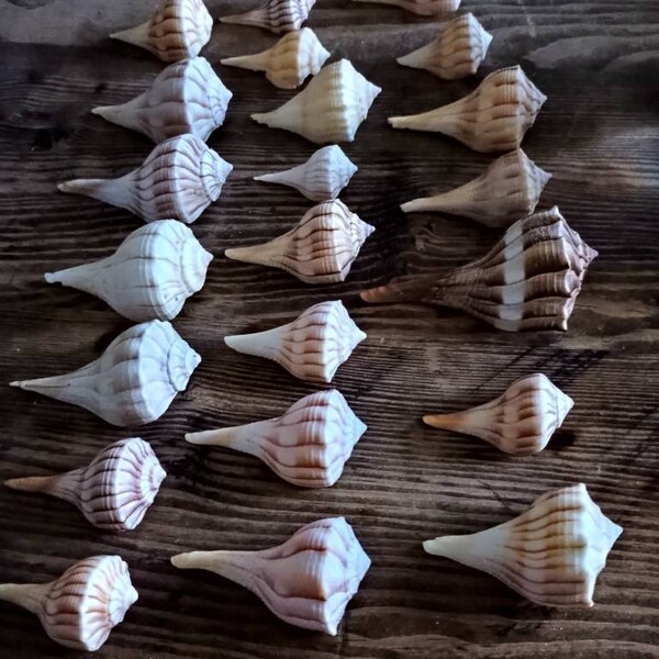 Apple Murex Shells (2 Pcs), Florida Seashells - Etsy