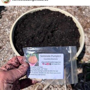 Tromboncino Rampicante Huge Italian Heirloom Zucchini Squash | Etsy