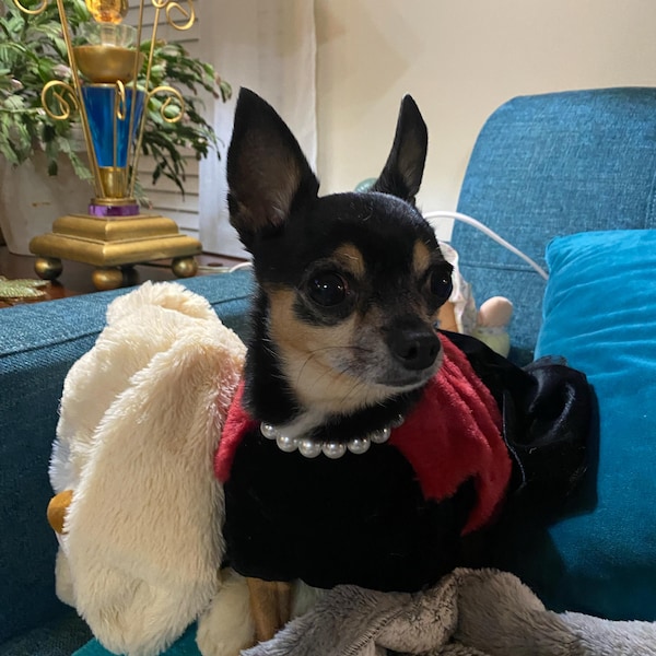 Dog Pearl Necklace, Pet Pearl Collar, Pet Jewelry, Dog ID Tag ...