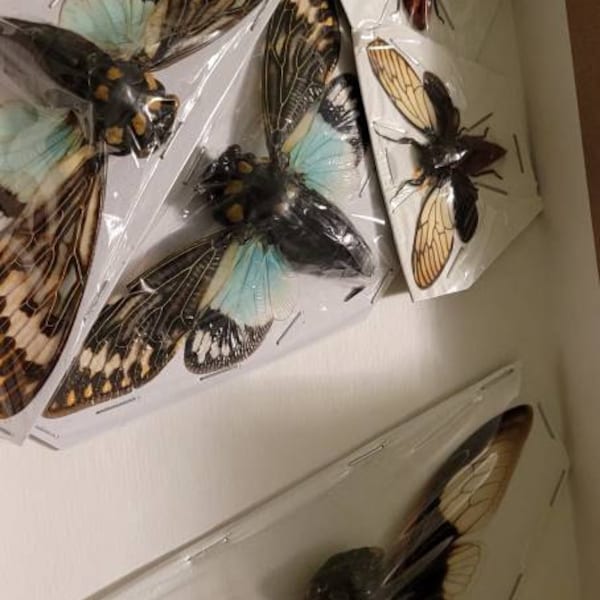 PAIR Giraffe Weevils, Trachelophorus Giraffa PAIRS, Entomology, Real ...