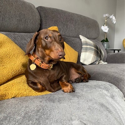 Bringsel Alert Biothane Vegan Leather Made to Order 20 Colours - Etsy