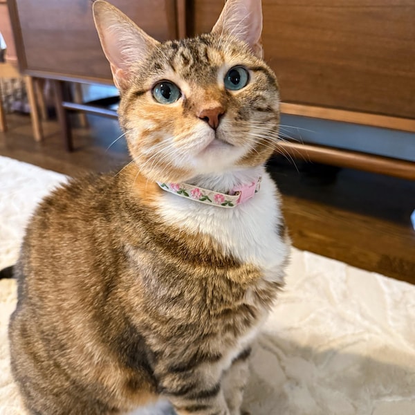 Brown Moth Dog Collar Dog Leash or Dog Harness Copper Dog Collar Boy or ...