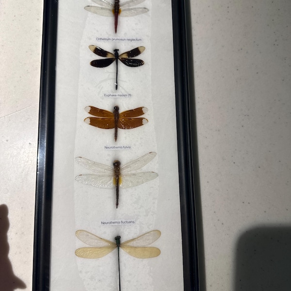 The GIANT Centipede (scolopendra Subspinipes) | Framed & Mounted ...