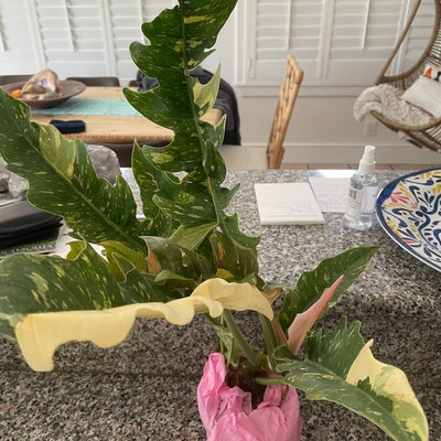 Brazil Pothos Cutting - Etsy