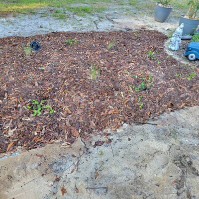 Creeping Fig ficus Pumila 2 Pack Living Wall , Groundcover ,house Plant ...