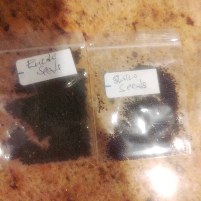 400 Organic Seeds of Waterleaf Gbure, Mgbolodi and Ebe Dondon, Talinum ...