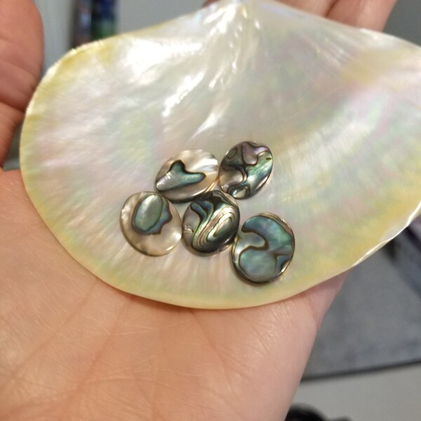 10 Abalone Cabs 13x18mm. Shell Cabs. Abalone Ovals. Flat Abalone Oval ...