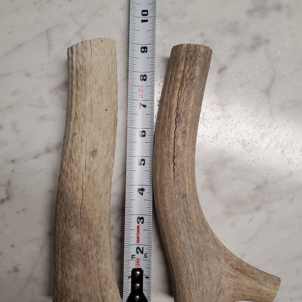 Elk Antler Base Burr - Etsy