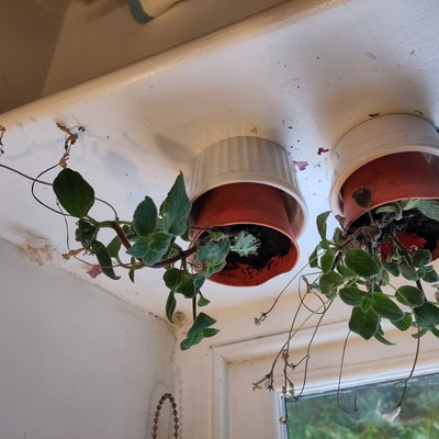 Buttercup, Ranunculus Acris, Meadow Buttercup Seeds - Etsy UK