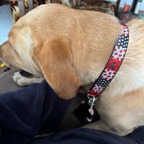 AGILITY Collar the Blues - Etsy