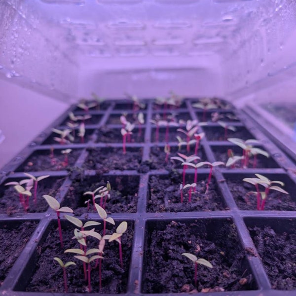 Dusty Rose Gold Celosia Seed, 50 Seeds for Pink and Peach Annual ...