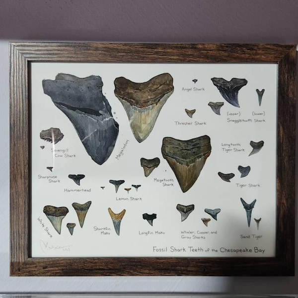 Illustrated Fossil Shark Teeth Chart Natural History Watercolor Art ...