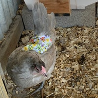 Chicken Diapers/ Hen Diapers/ Birds Diapers/rooster Diaper - Etsy