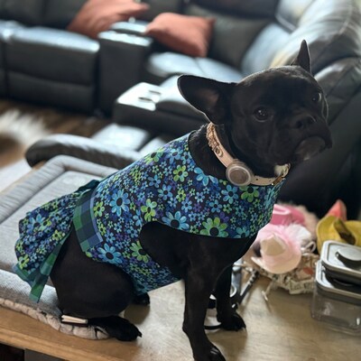 University of Alabama Dog Dress - Etsy