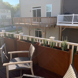 Horsetail Reed, Equisetum Hyemale, Horsetail Reed Grass, Horsetail Reed ...