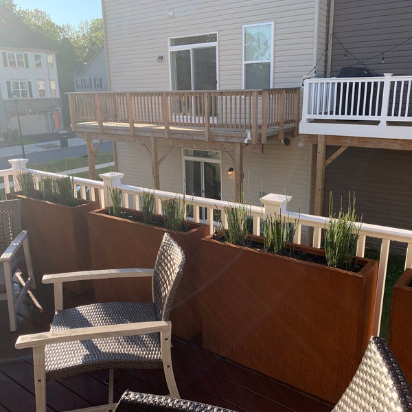 Horsetail Reed, Equisetum Hyemale, Horsetail Reed Grass, Horsetail Reed ...