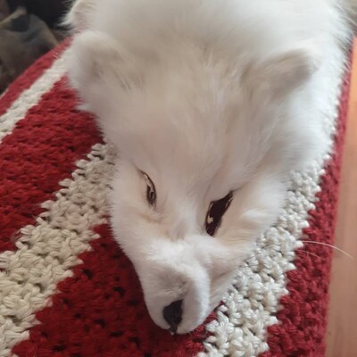 Arctic Fox Pelt - Etsy