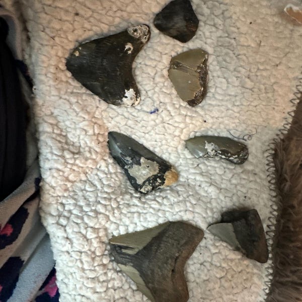 Megalodon Tooth - 4.85 Inches. Real Fossil Megalodon Shark Tooth ...