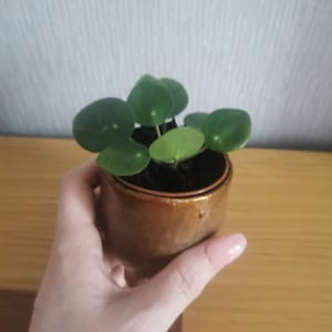 Baby Chinese Money Plant/pilea Peperomioides/mini House Plant | Etsy UK