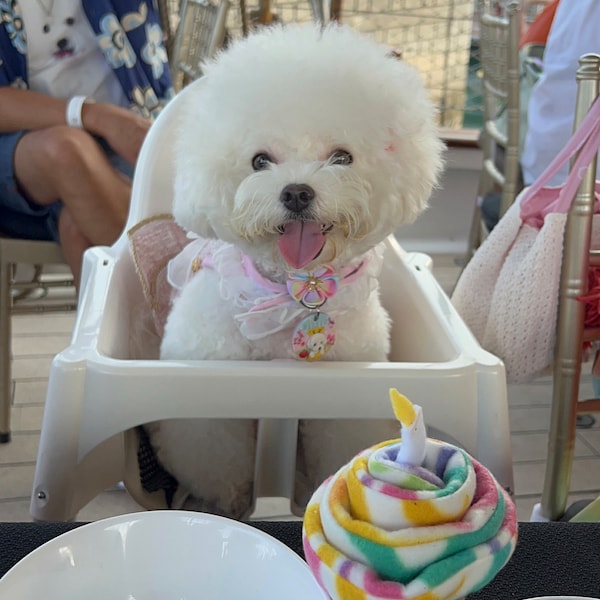 Cupcake Snuffle Mat - Dog Toy, Pet Toy, Interactive, Mental Exercise ...