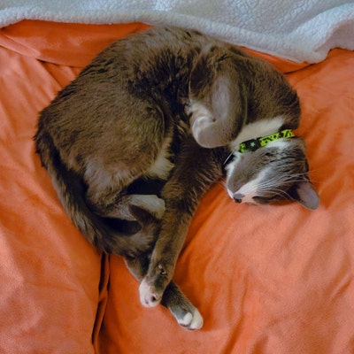 Checkered Cat Collar Black and White Checks Safety - Etsy