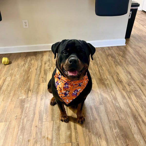 Over the Collar Reversible Dog Bandana - Wisconsin Badgers, Milwaukee ...