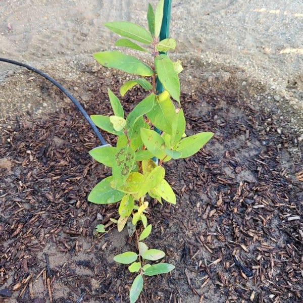 1 Jewel Black Raspberry Plant. Midseason. Zones 4-8. Live Rooted ...
