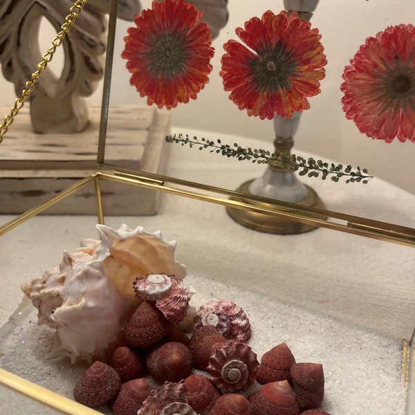 Strawberry Top Red Seashells Clanculus Puniceus (5 Shells Approx. 0.5 ...