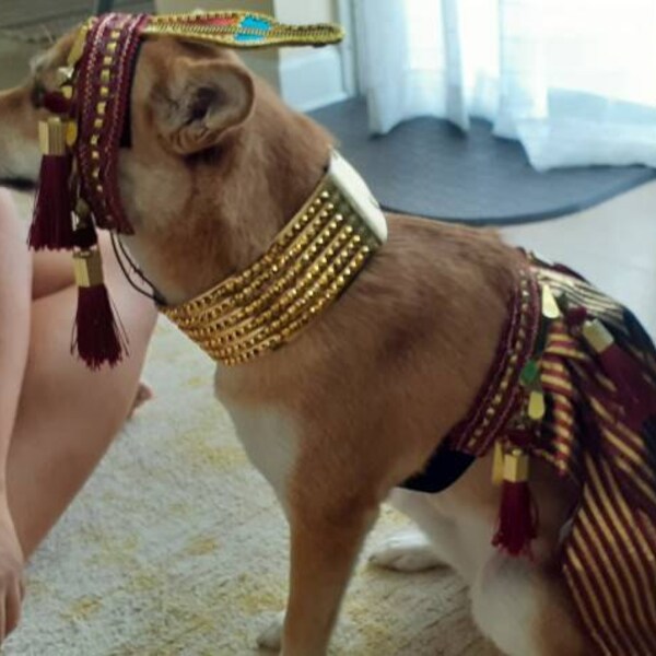 Cleopatra, Egyptian, Halloween Costume for Large Dogs, Cosplay ...