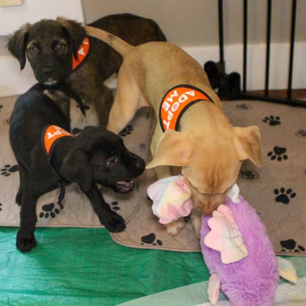 ADOPT ME Bandana Scarf for Rescue Dogs - Etsy
