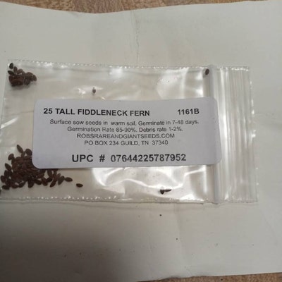 20 Tall Fernleaf Fiddleneck Seeds-1161b - Etsy