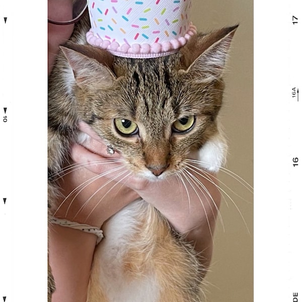 Sprinkle Mini Birthday Crown – Customizable Glitter Number, Pink Pom ...