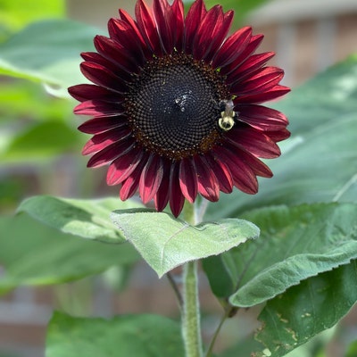 Pro Cut Red Sunflower Seeds, Helianthus Annuum HA1420 - Etsy