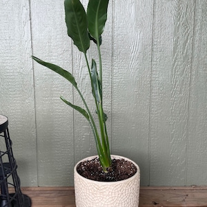 Variegated Tri Color Ginger Tropical Plan,t Red, Green, White, Garden ...