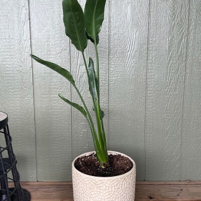 Variegated Tri Color Ginger Tropical Plan,t Red, Green, White, Garden ...