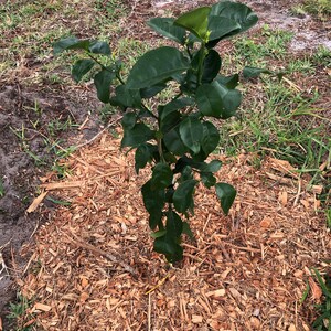 Thornless Mexican Key Lime Tree 26-30 Tall Gallon Pot Live Plant Citrus ...