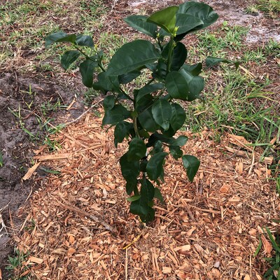 Thornless Mexican Key Lime Tree 26-30 Tall Gallon Pot Live Plant Citrus ...