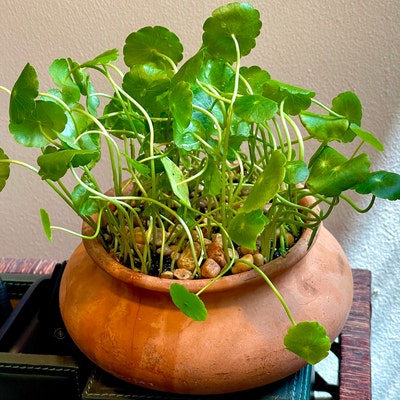 Hydrocotyle Vulgaris Copper Coin Plant, Chinese Coin Plant Marsh ...