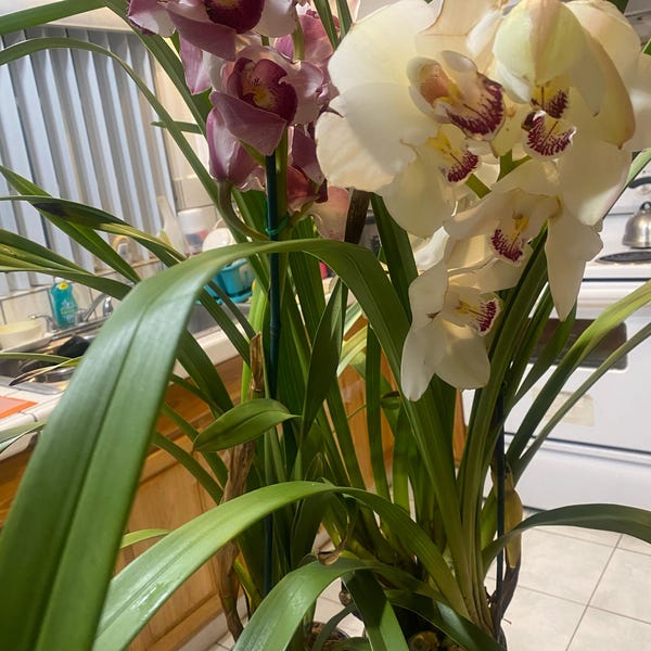 Laelia Anceps ‘sanbar Super Splash’ AM/AOS (3 Pseudobulbs Division) - Etsy