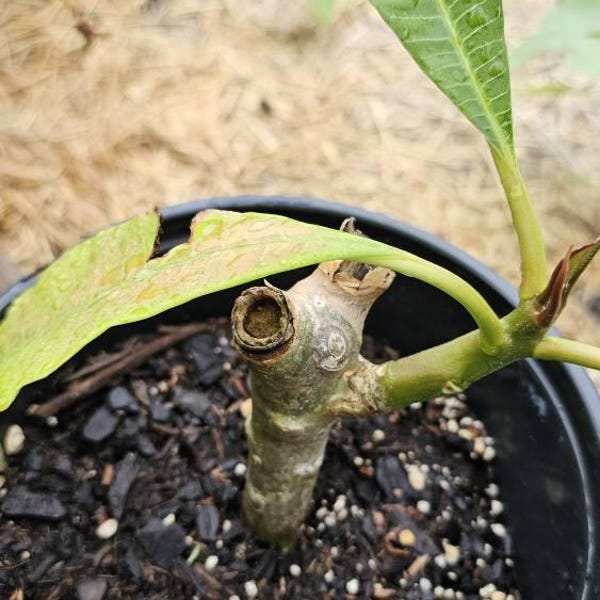 Parijatha Plant in Half-gallon Pot | Coral Jasmine | Harshringar ...