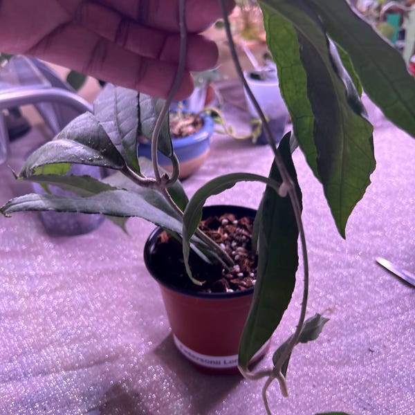 Hoya Carnosa Jade | Hoya Carnosa Green | Trailing Vining Porcelain Wax ...